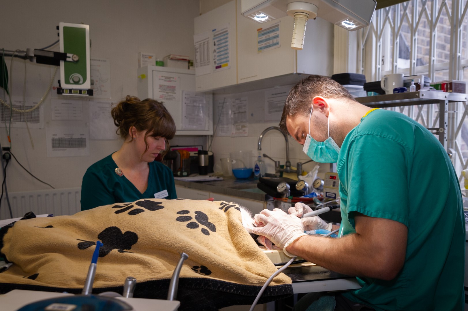 Blackheath Vets New Website - Blackheath Vets